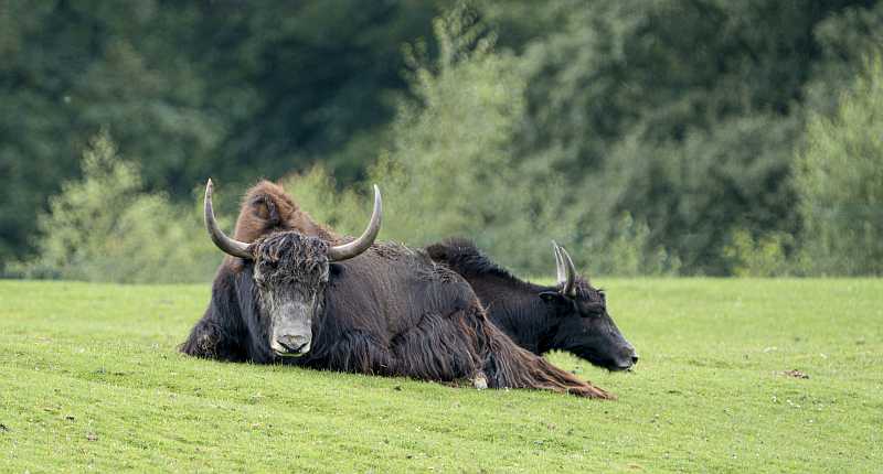 Animals at Knowsley Safari Park – GottaPics